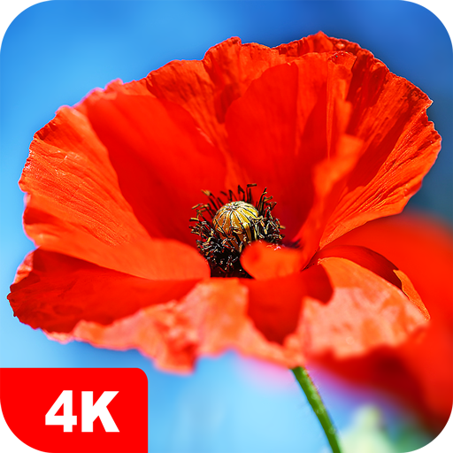 Poppy Wallpapers 4K & HD Backgrounds - Aplicaciones en Galaxy Store