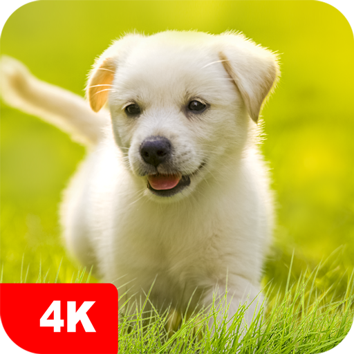 Puppy Wallpapers 4K & HD Backgrounds - Aplicaciones en Galaxy Store