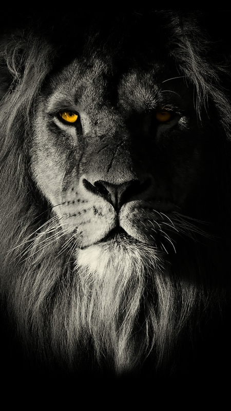 Lion Face - Apps on Galaxy Store